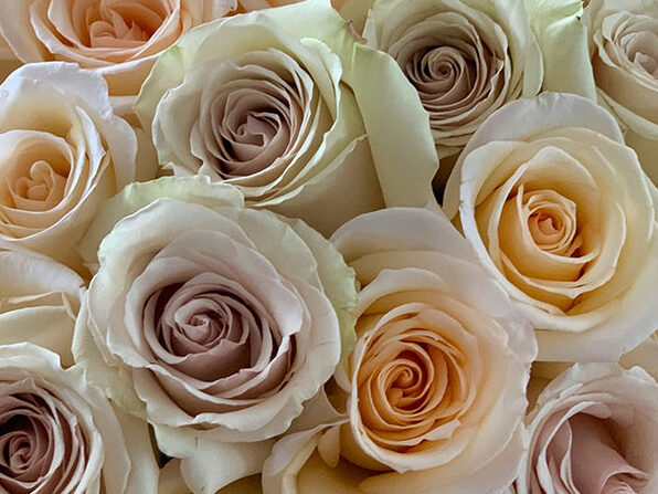 Get a Dozen Cream Roses for Your Valentine for Only $39.99 Shipped ...